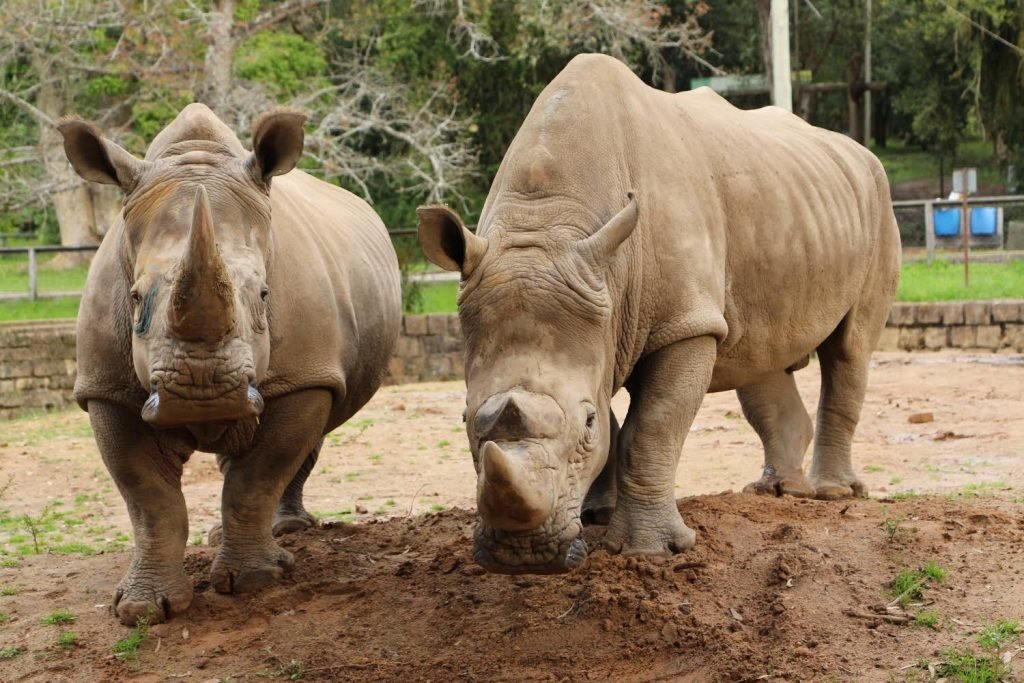 Parque Zoológico completa 58 anos com futuro incerto | Ambiente JÁ