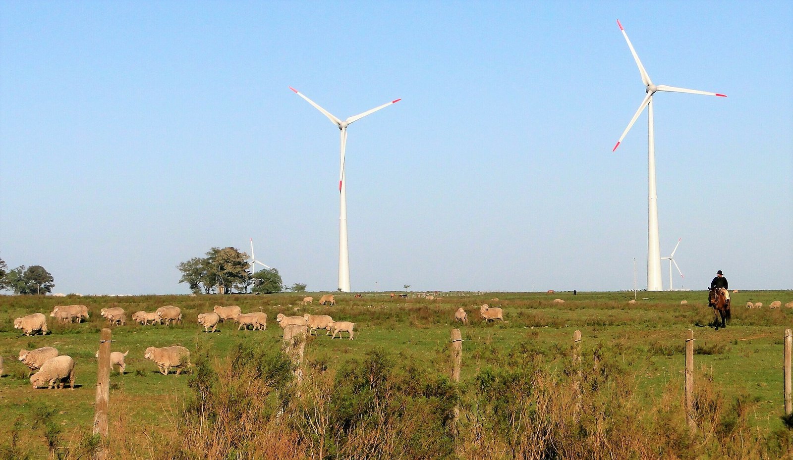 Vento a favor no Pampa | Ambiente JÁ